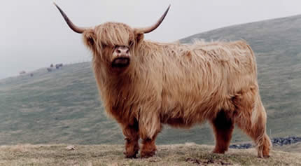 The LLama Butchers: April 2005 Archives